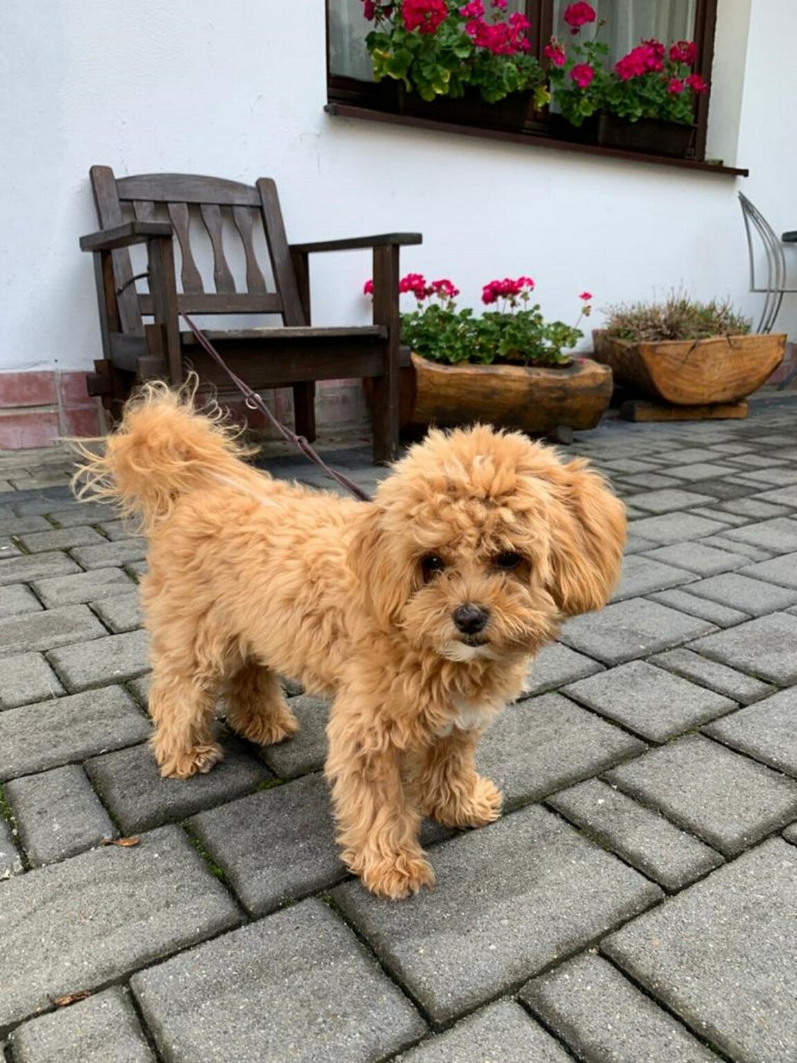 Maltipoo - Happy Puppies - Hodowla psów Sfora Pudli i Maltipoo Polska