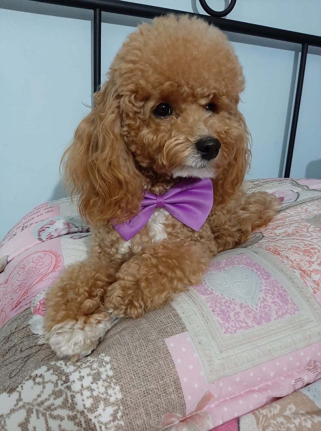 Pudel Toy - Happy Puppies - Hodowla psów Sfora Pudli i Maltipoo Polska