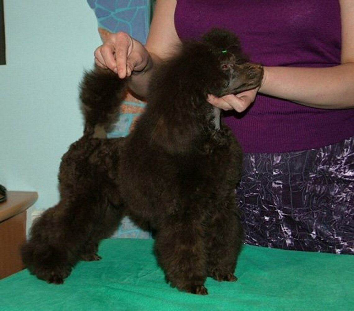 Pudel Toy - Happy Puppies - Hodowla psów Sfora Pudli i Maltipoo Polska