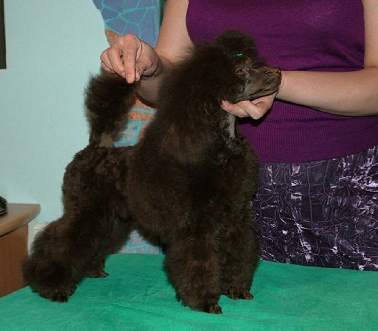 Pudel Toy - Happy Puppies - Hodowla psów Sfora Pudli i Maltipoo Polska