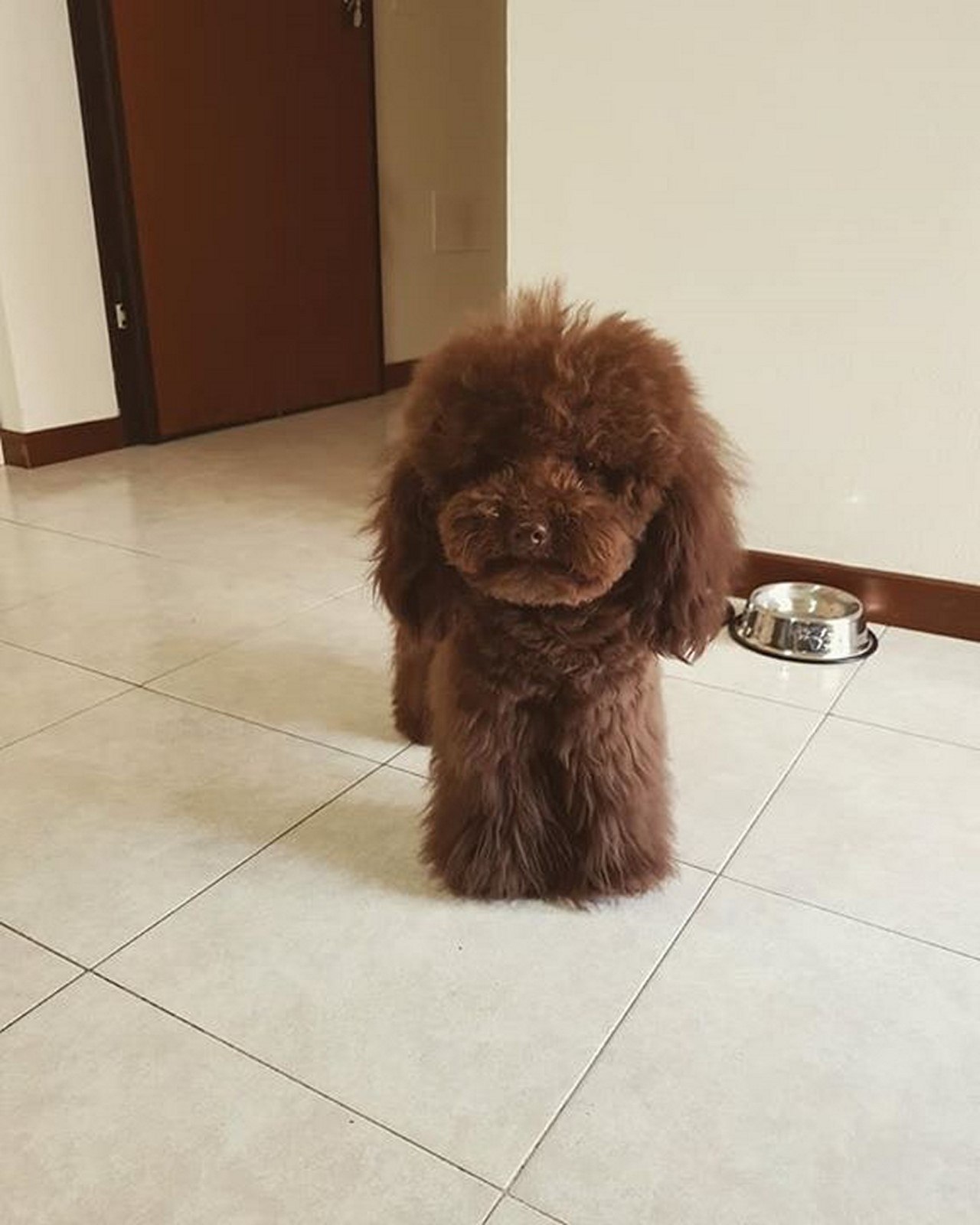 Pudel Toy - Happy Puppies - Hodowla psów Sfora Pudli i Maltipoo Polska