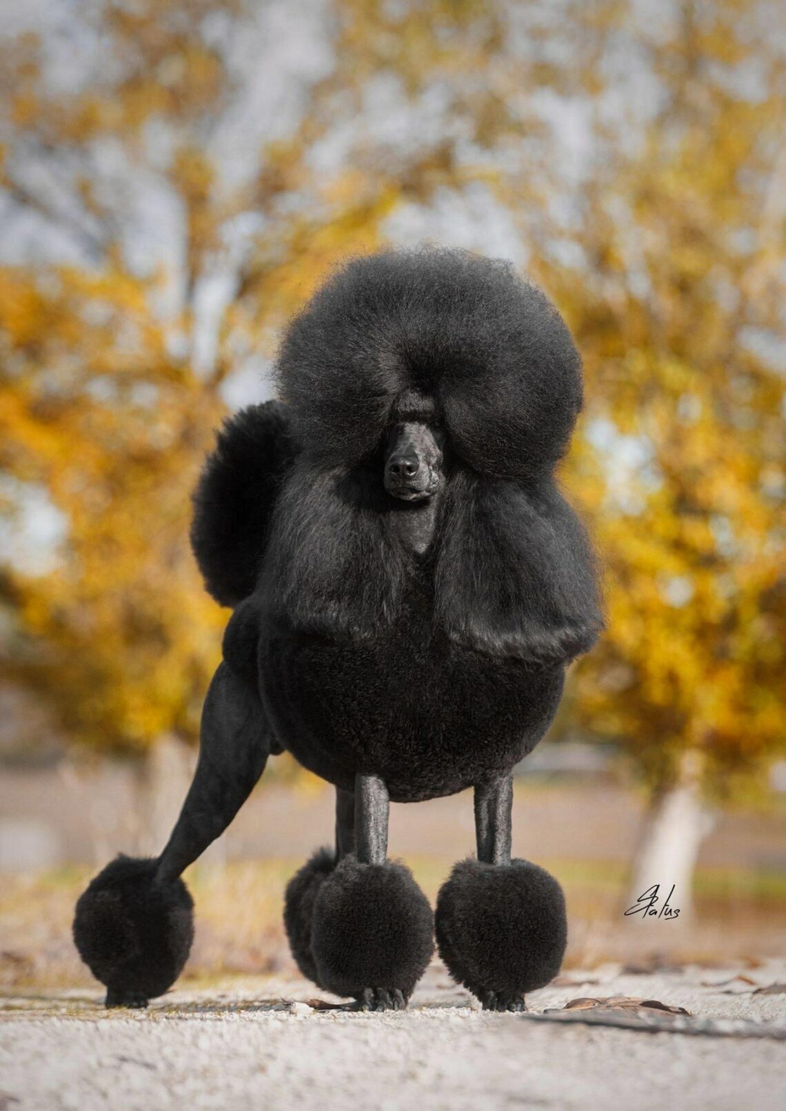 Pudel Toy - Happy Puppies - Hodowla psów Sfora Pudli i Maltipoo Polska