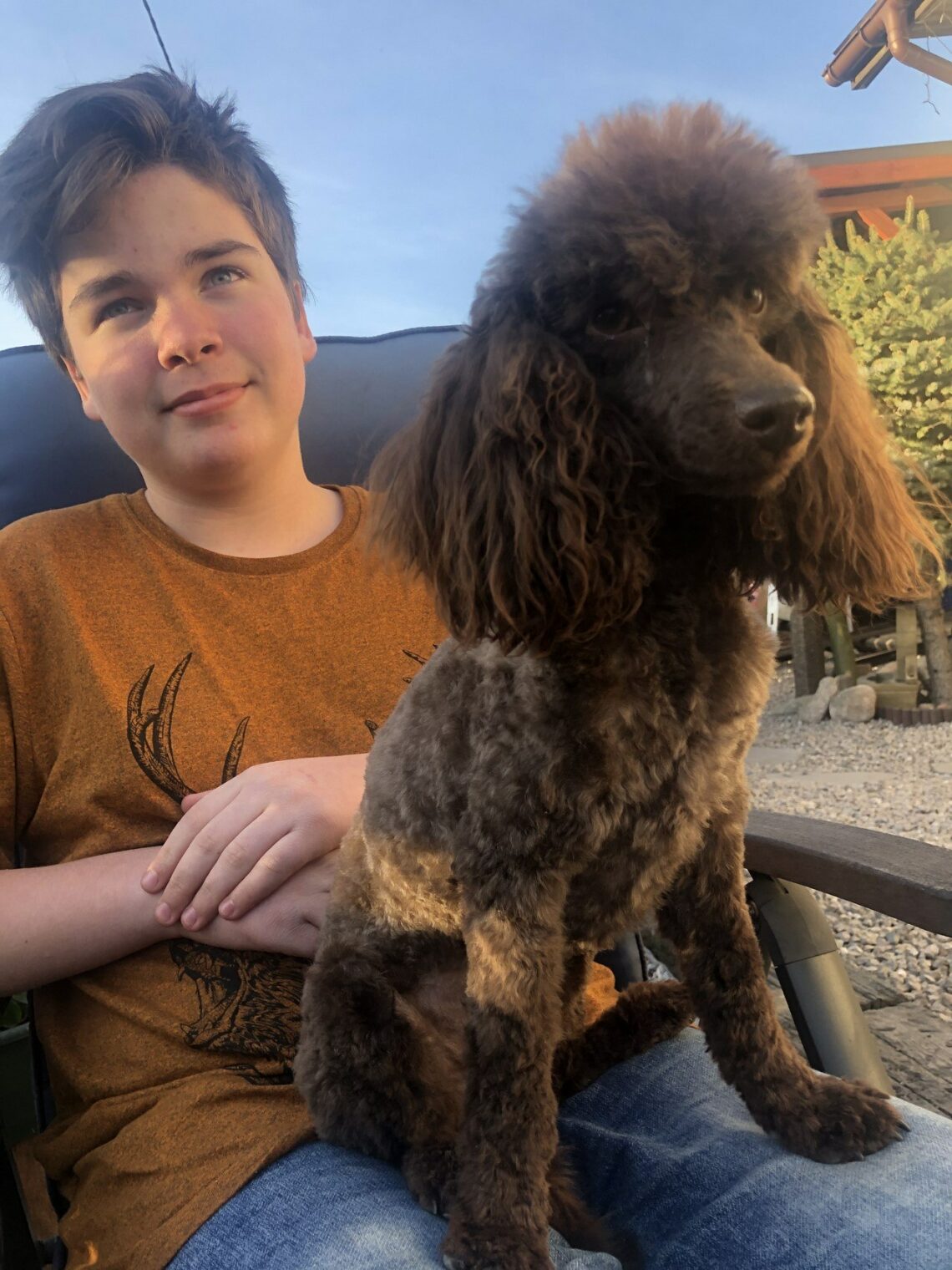 Pudel Toy - Happy Puppies - Hodowla psów Sfora Pudli i Maltipoo Polska