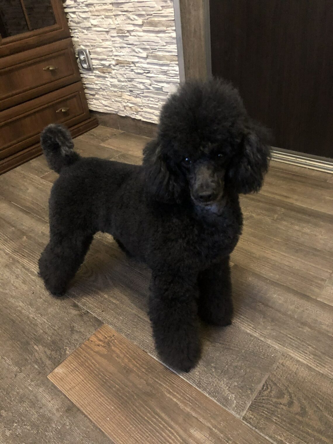 Pudel Toy - Happy Puppies - Hodowla psów Sfora Pudli i Maltipoo Polska