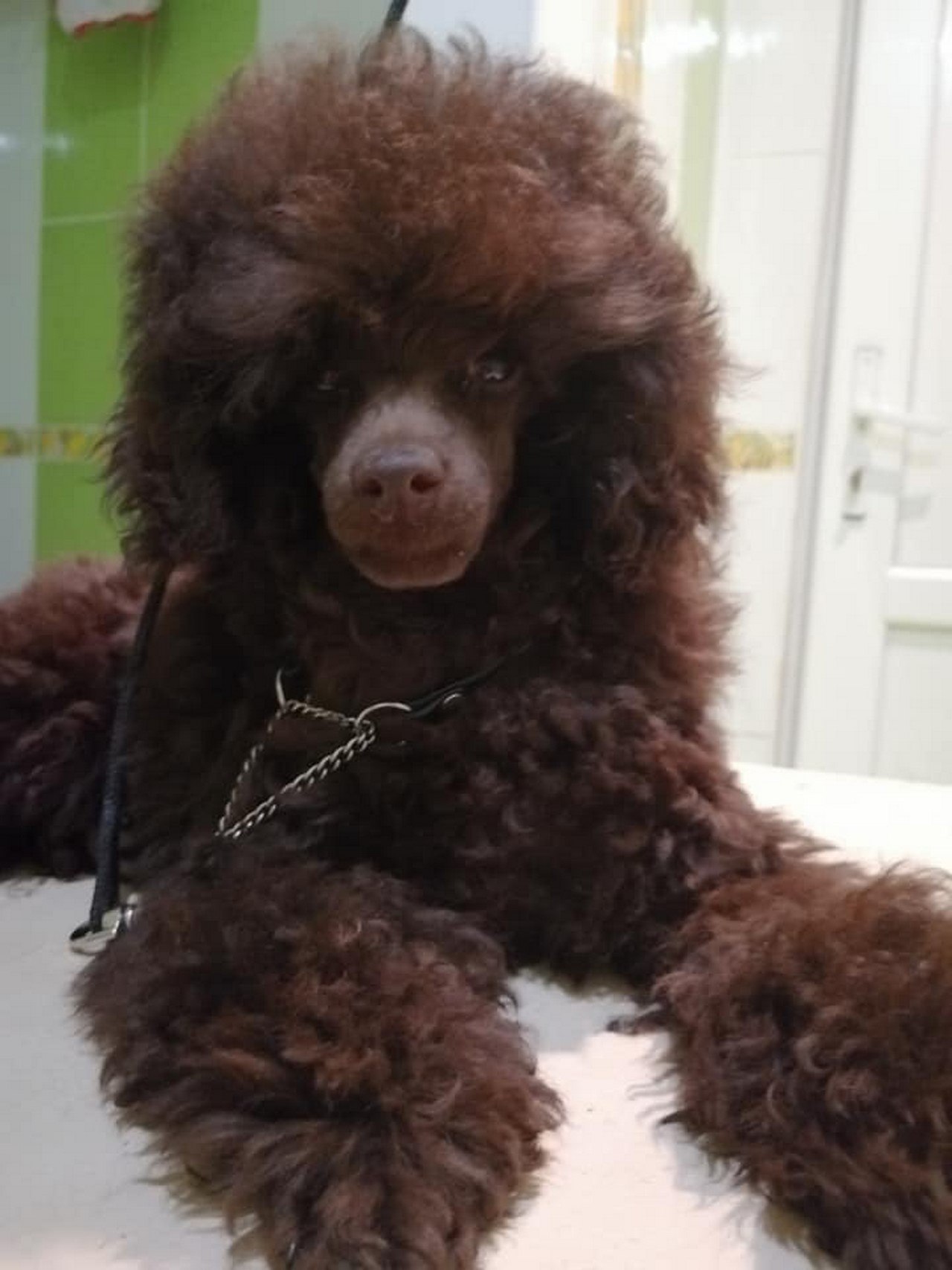 Pudel Toy - Happy Puppies - Hodowla psów Sfora Pudli i Maltipoo Polska