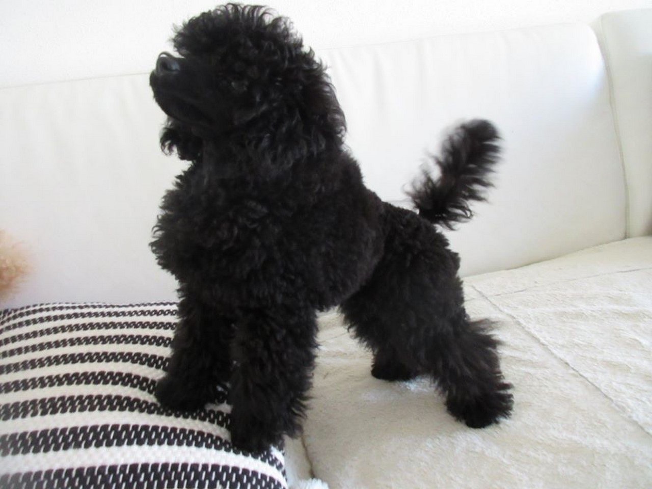 Pudel Toy - Happy Puppies - Hodowla psów Sfora Pudli i Maltipoo Polska