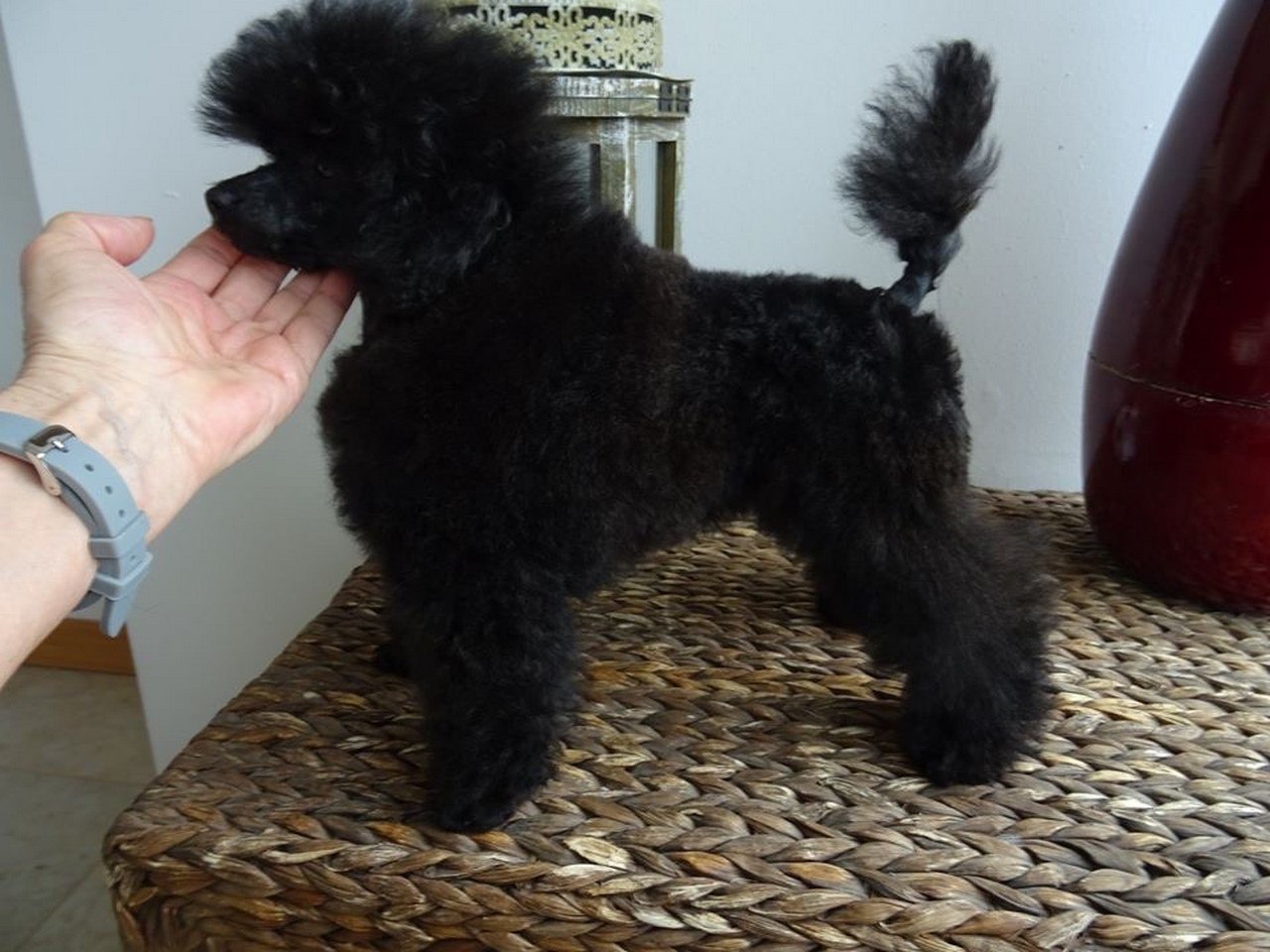 Pudel Toy - Happy Puppies - Hodowla psów Sfora Pudli i Maltipoo Polska